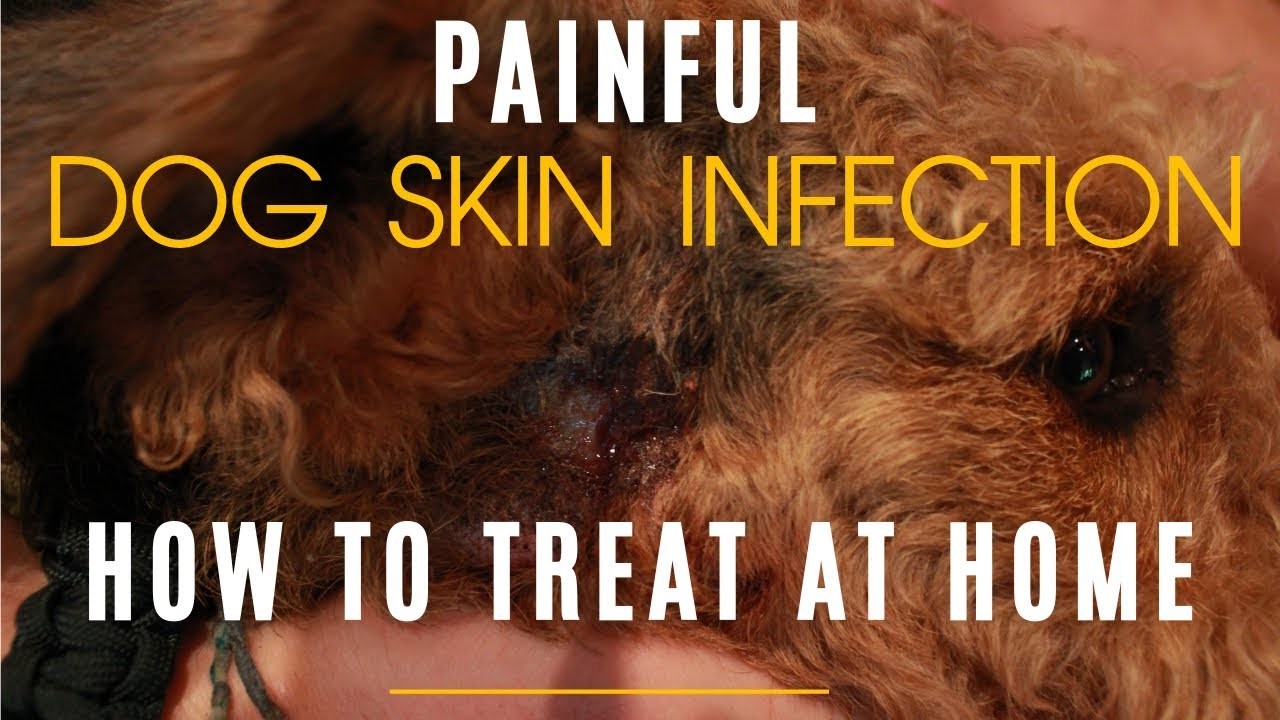 Can Hot Spots Spread on Dogs? Examining the Contagiousness of this ...