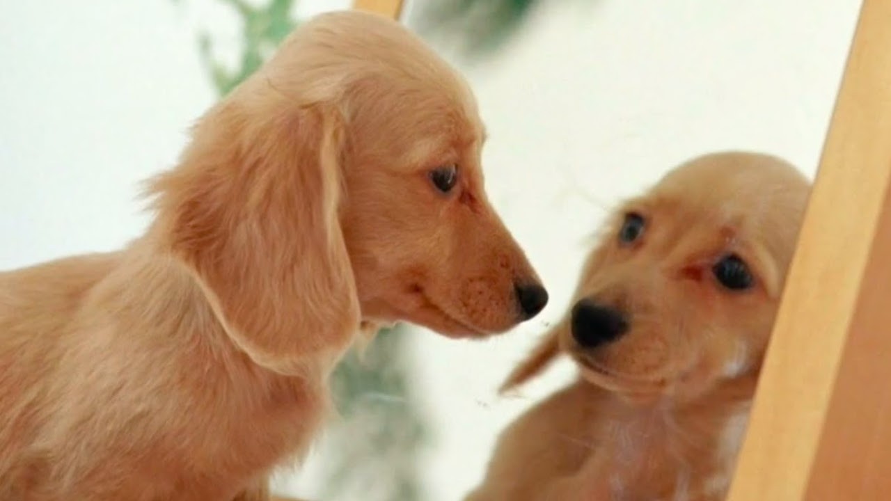 ¿Pueden los perros sufrir retraso mental?