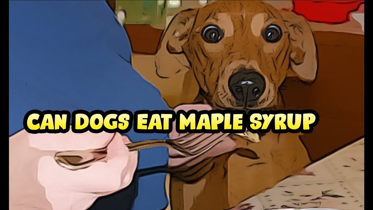 Can dogs safely consume maple syrup?