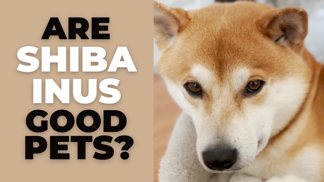 Les Shiba Inus sont-ils compatibles avec les petits chiens