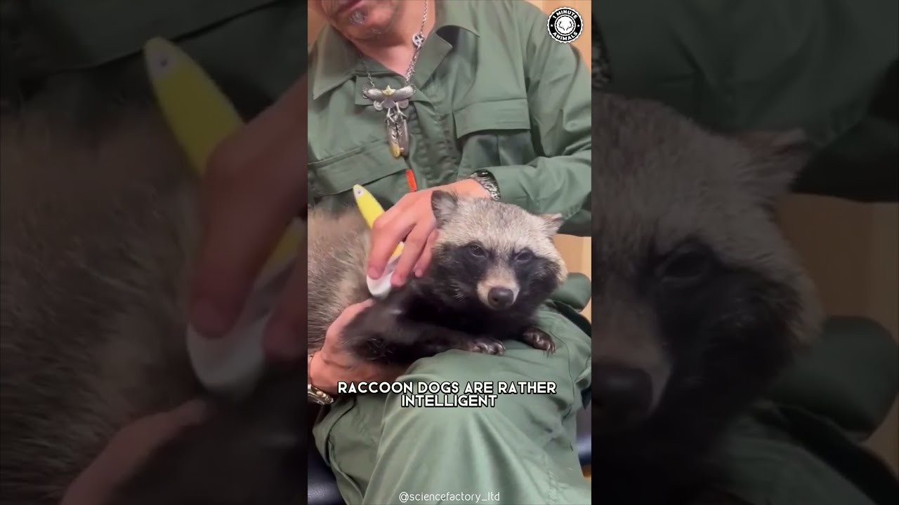 Are raccoon dogs a danger? Examining the potential risks