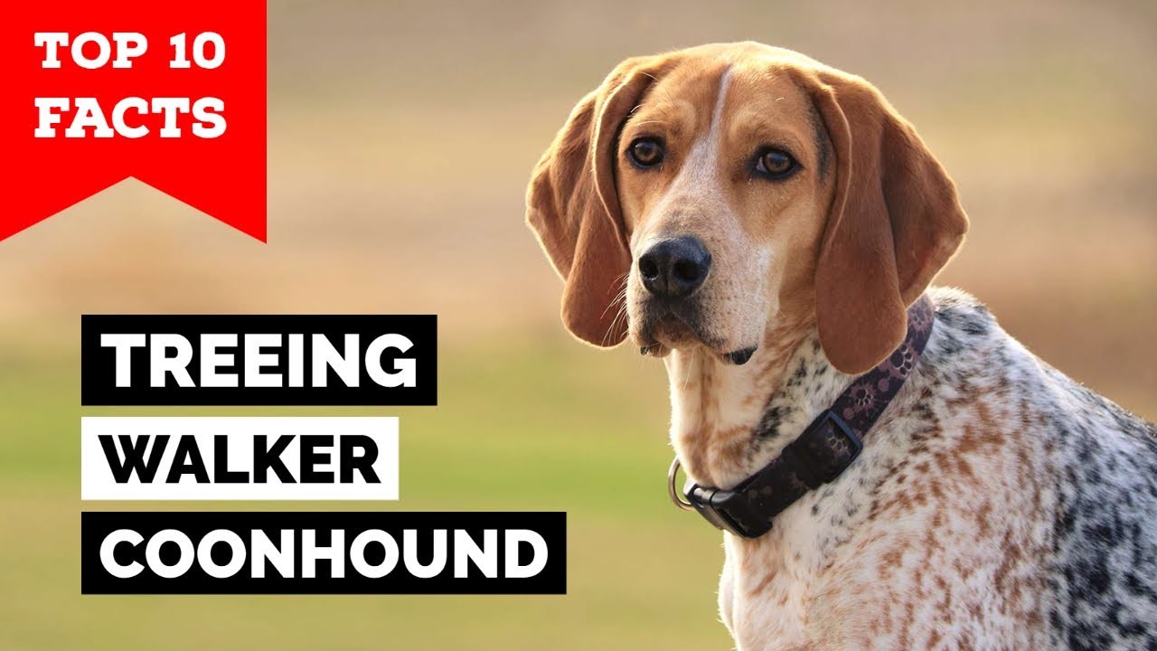 Are Treeing Walker Coonhounds Aggressive? Unveiling the Truth