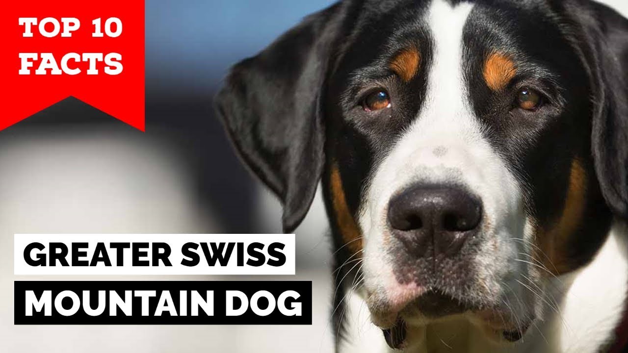 Il Cane da Montagna della Svizzera Maggiore è considerato aggressivo?