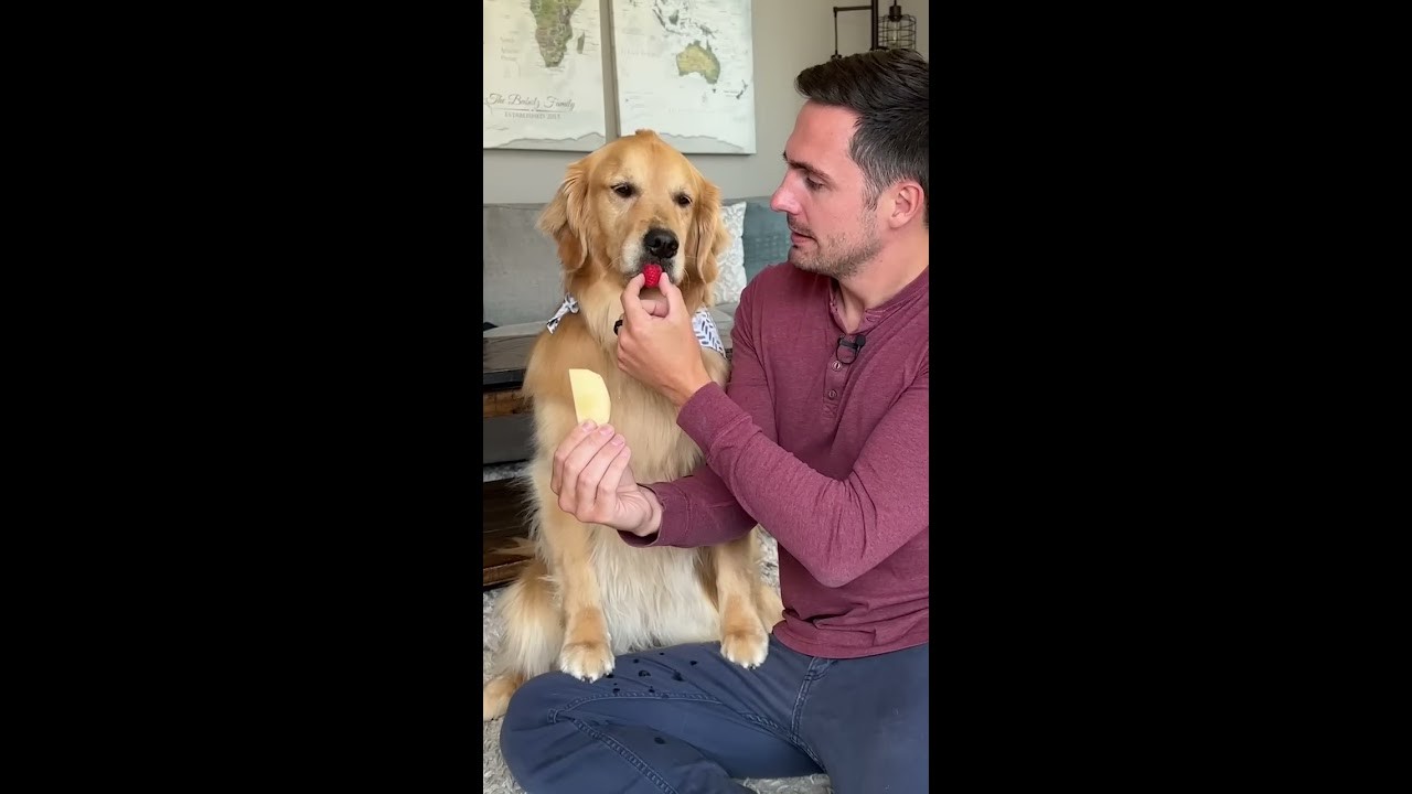 Understanding the Reasons Behind Your Dog's Dribbling Problem