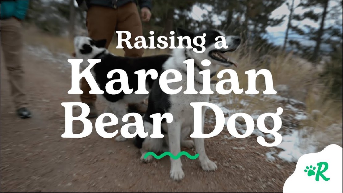 Are Karelian Bear Dogs Intelligent? Exploring the Intelligence of ...