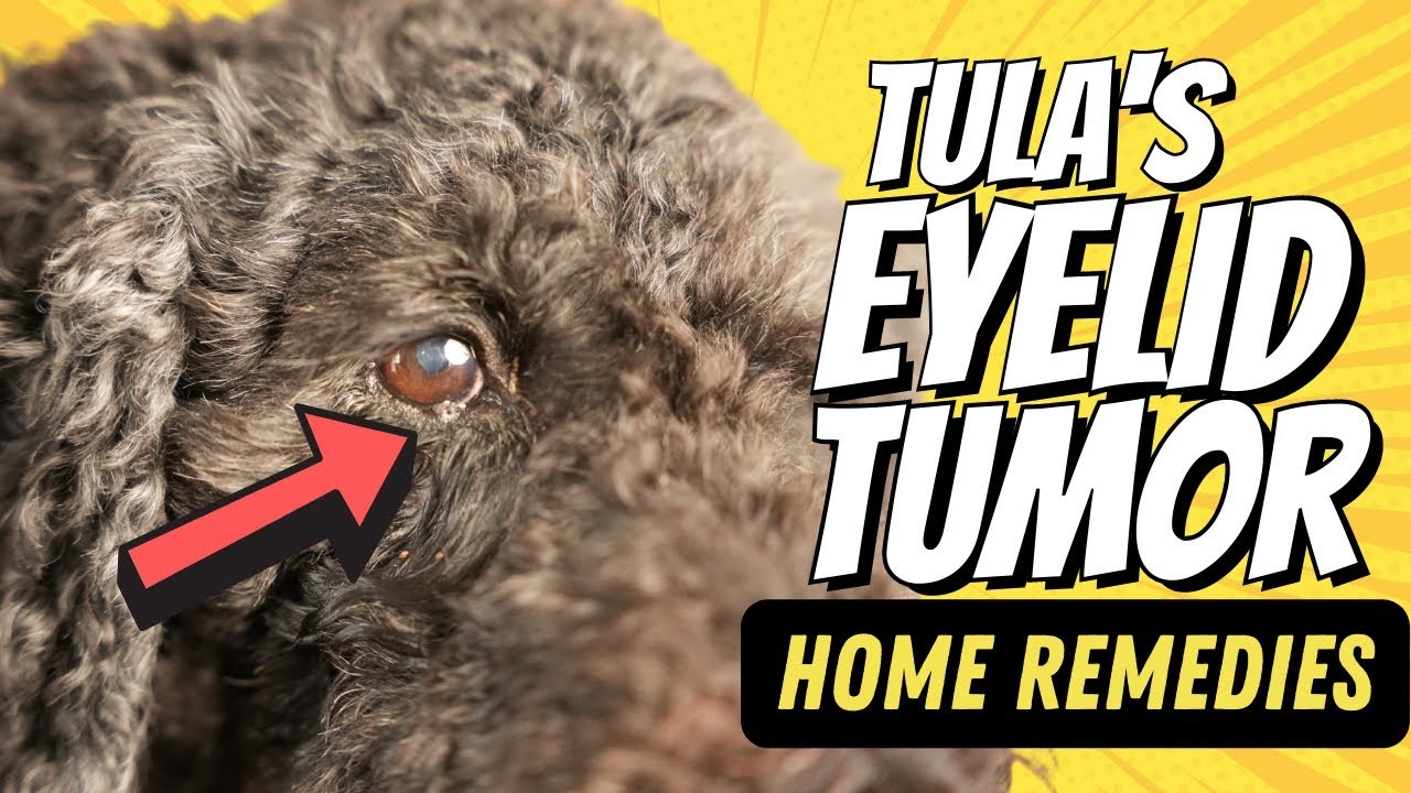Causas y tratamientos de las manchas en los ojos de su perro