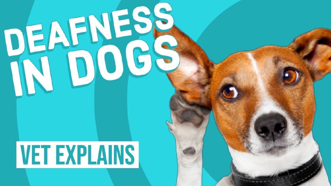 Debunking the Myth: White Dogs and Deafness