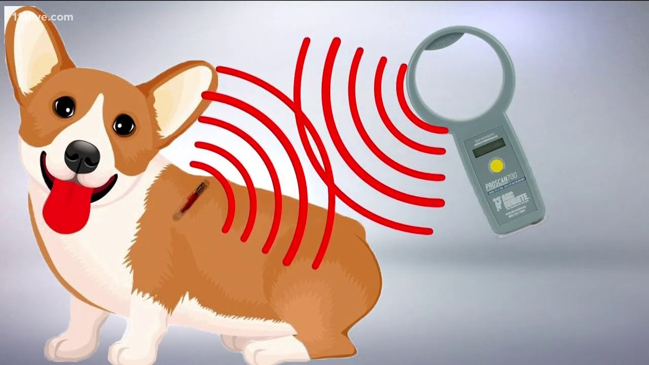 Understanding the Information Stored in a Dog Microchip