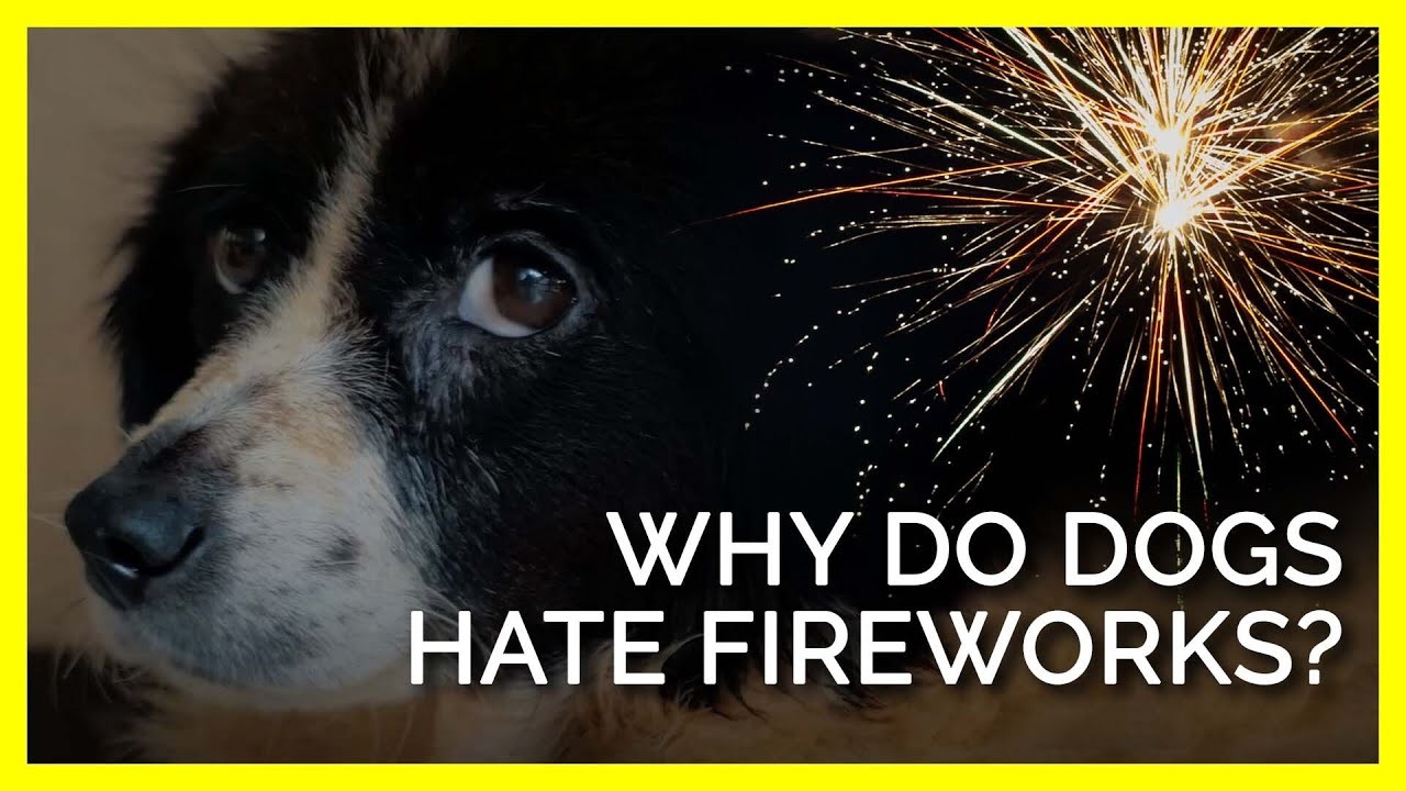 Why are dogs bothered by fireworks?