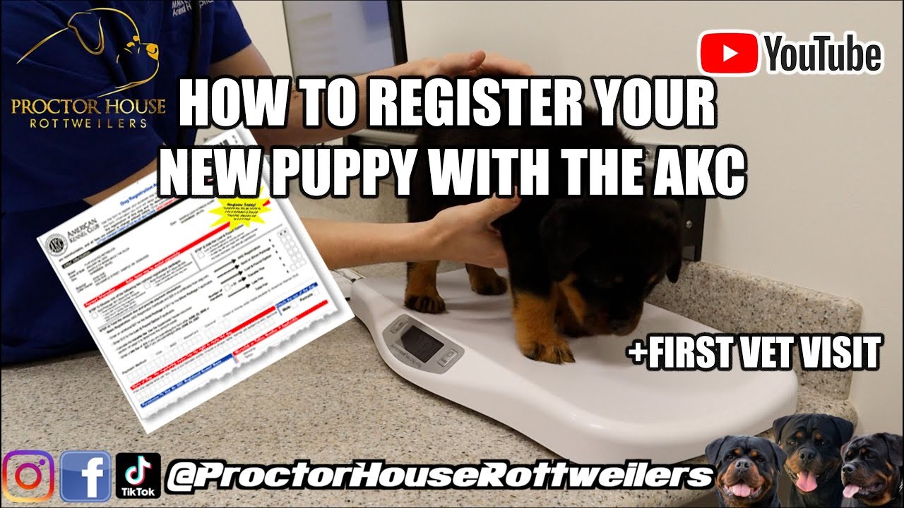 ¿Puedo registrar mi perro UKC con AKC?