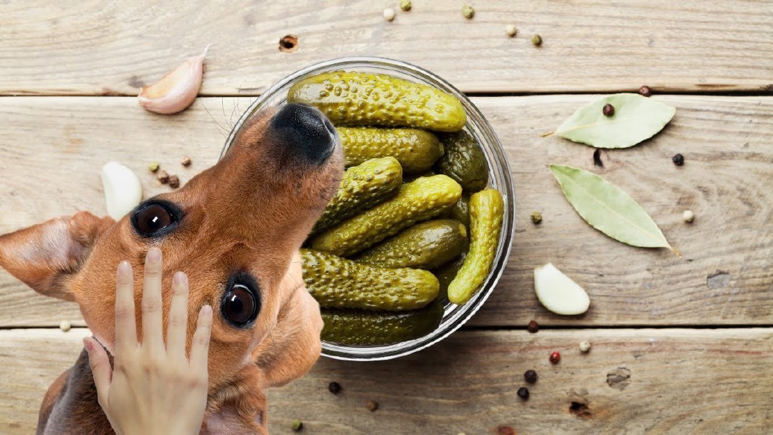 Can Dogs Eat Sweet Pickles? Find Out If They're Safe or Bad for Your ...