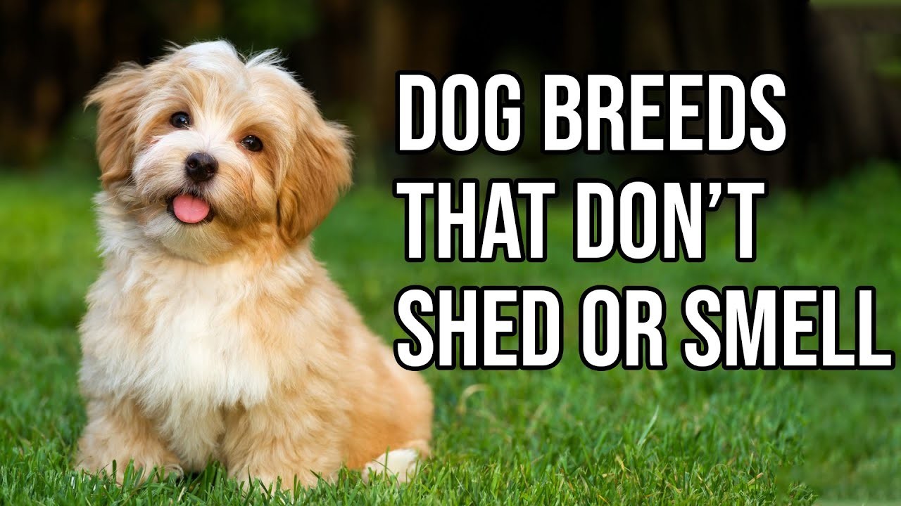 Which dog does not shed? A guide to hypoallergenic dog breeds
