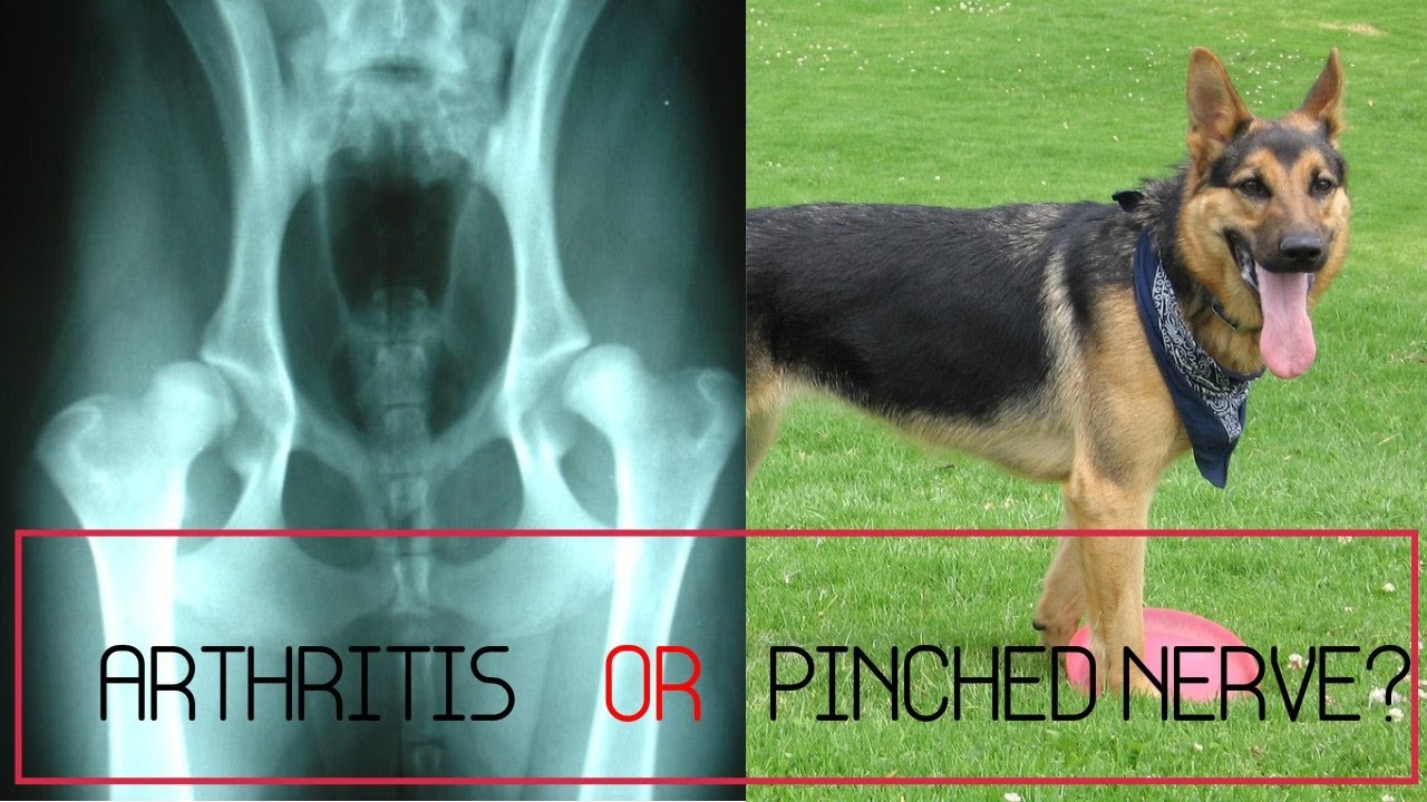 Can Dogs Develop Septic Arthritis?
