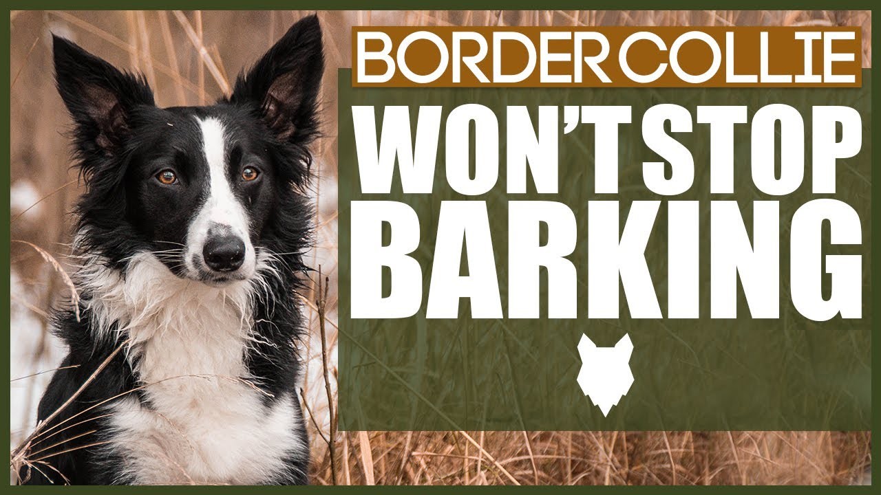 Do Border Collies Bark? The Barking Habits of Border Collies Revealed