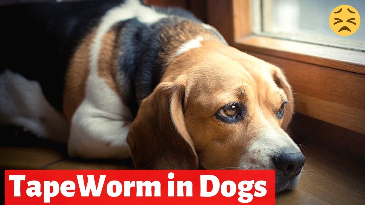 Comprender el impacto de las tenias en los perros: síntomas ...