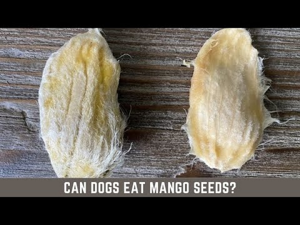 Is it safe to give your dog a mango pit?