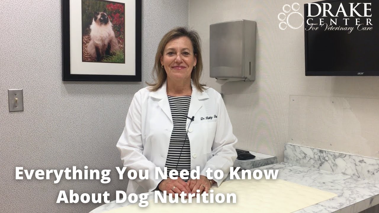 Necesidades nutricionales de los perros: Todo lo que debe saber