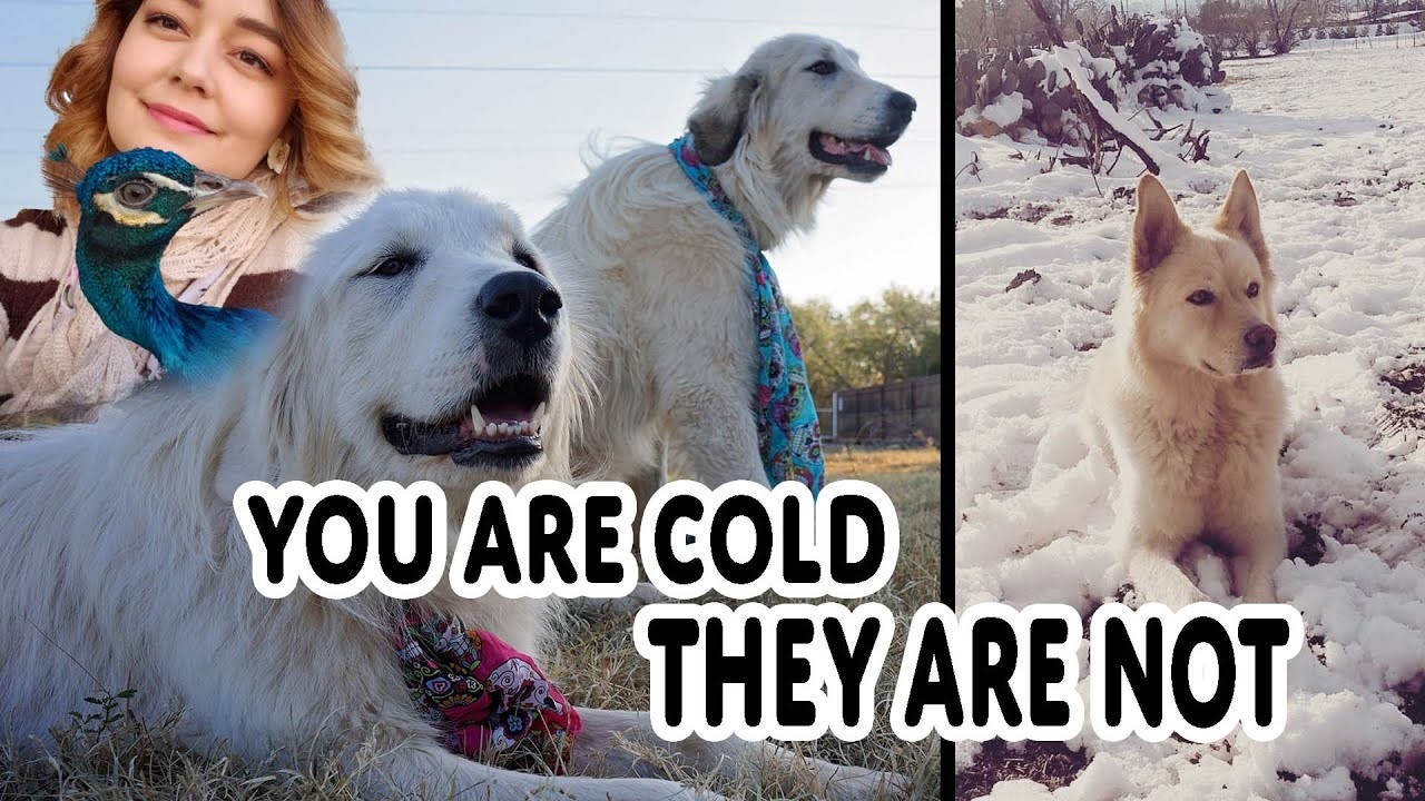 Should you leave your dogs outside in cold weather?