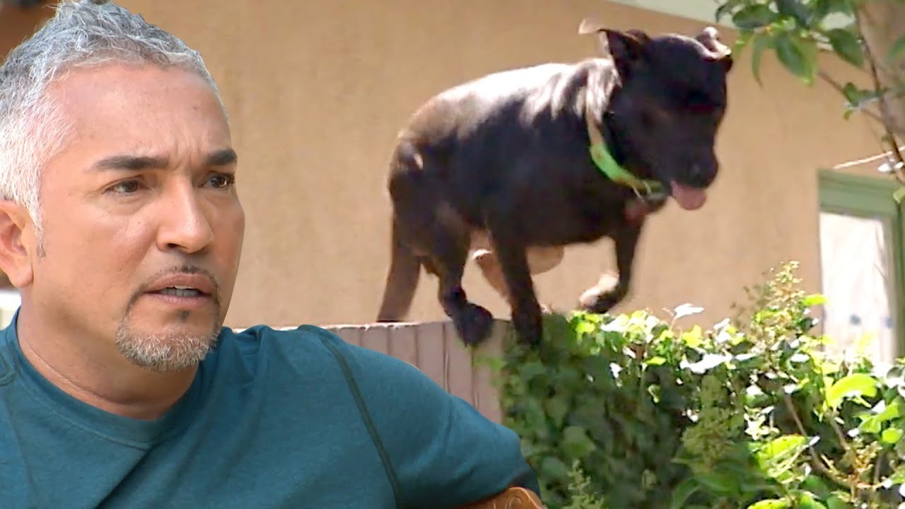 Understanding the Reasons Behind Dogs Escape Behavior