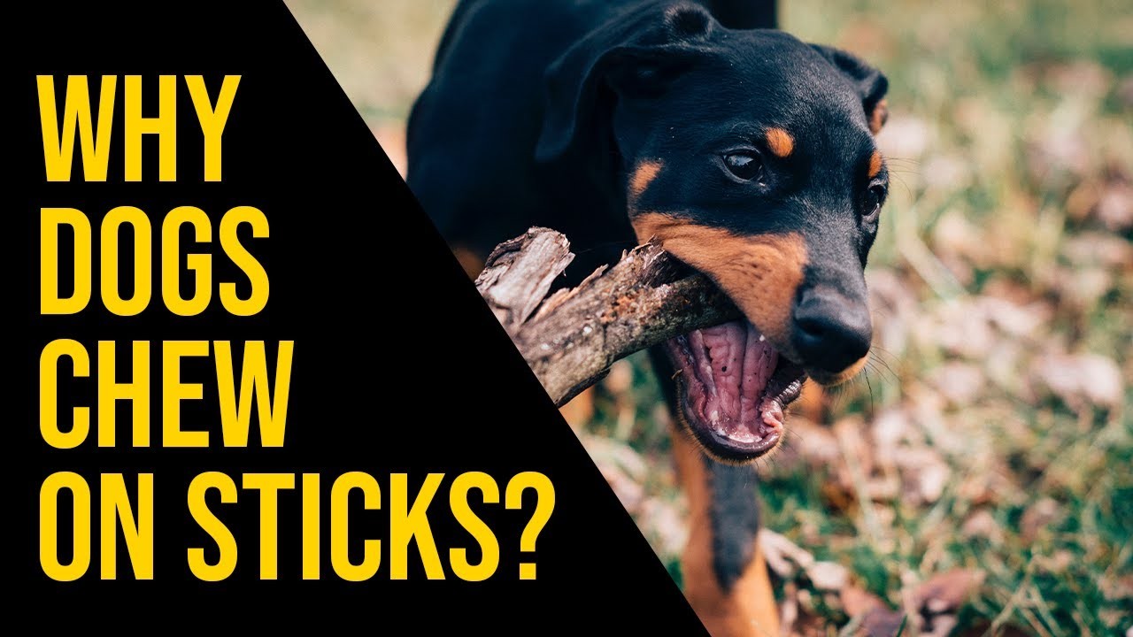 Understanding the Reasons Behind Dogs Chewing on Metal