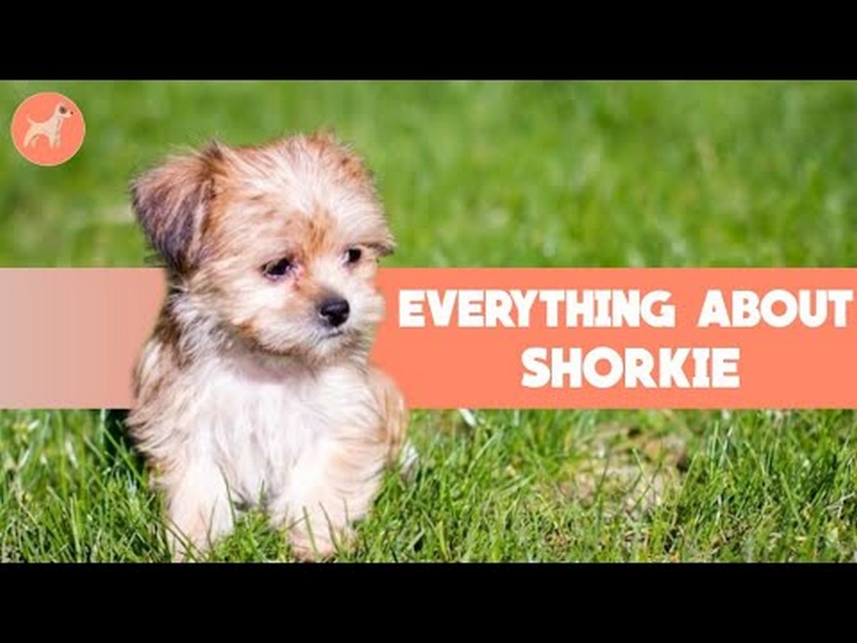 How many puppies can a shorkie have?