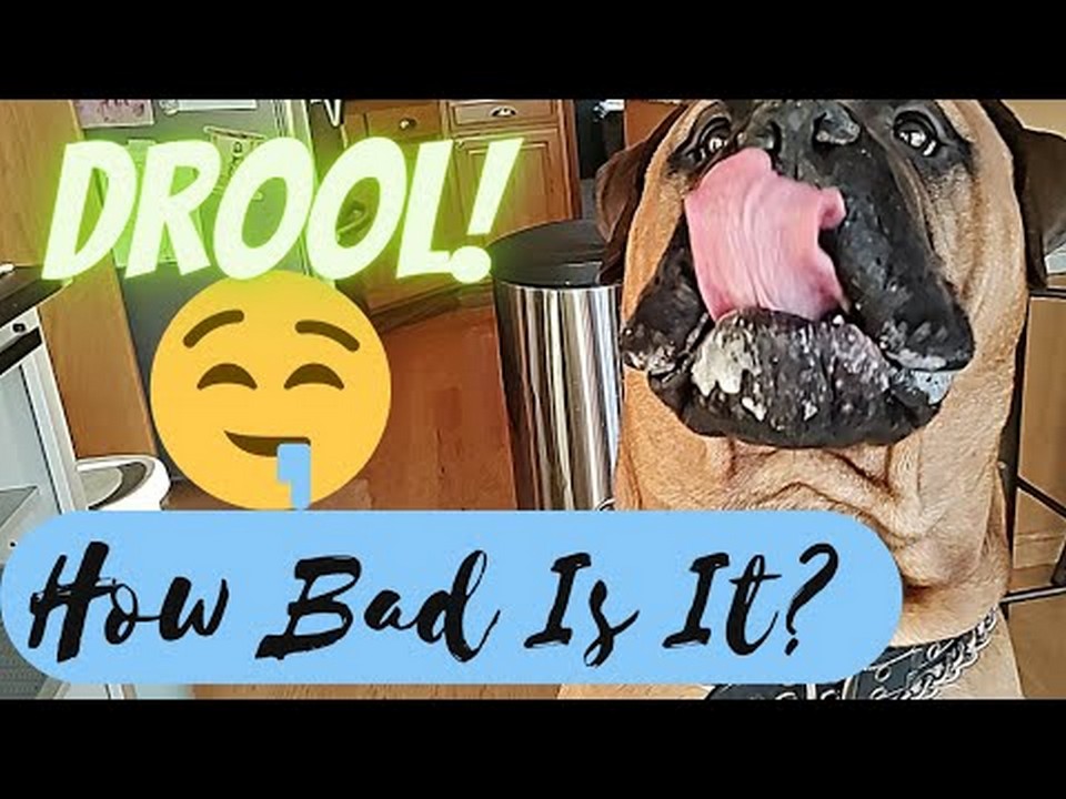 How Much Do Mastiffs Drool? The Truth Revealed!
