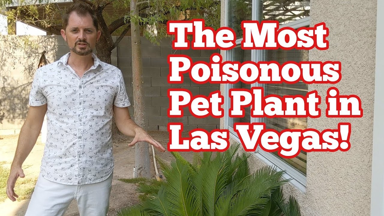 Can Palm Tree Nuts be Harmful to Dogs?