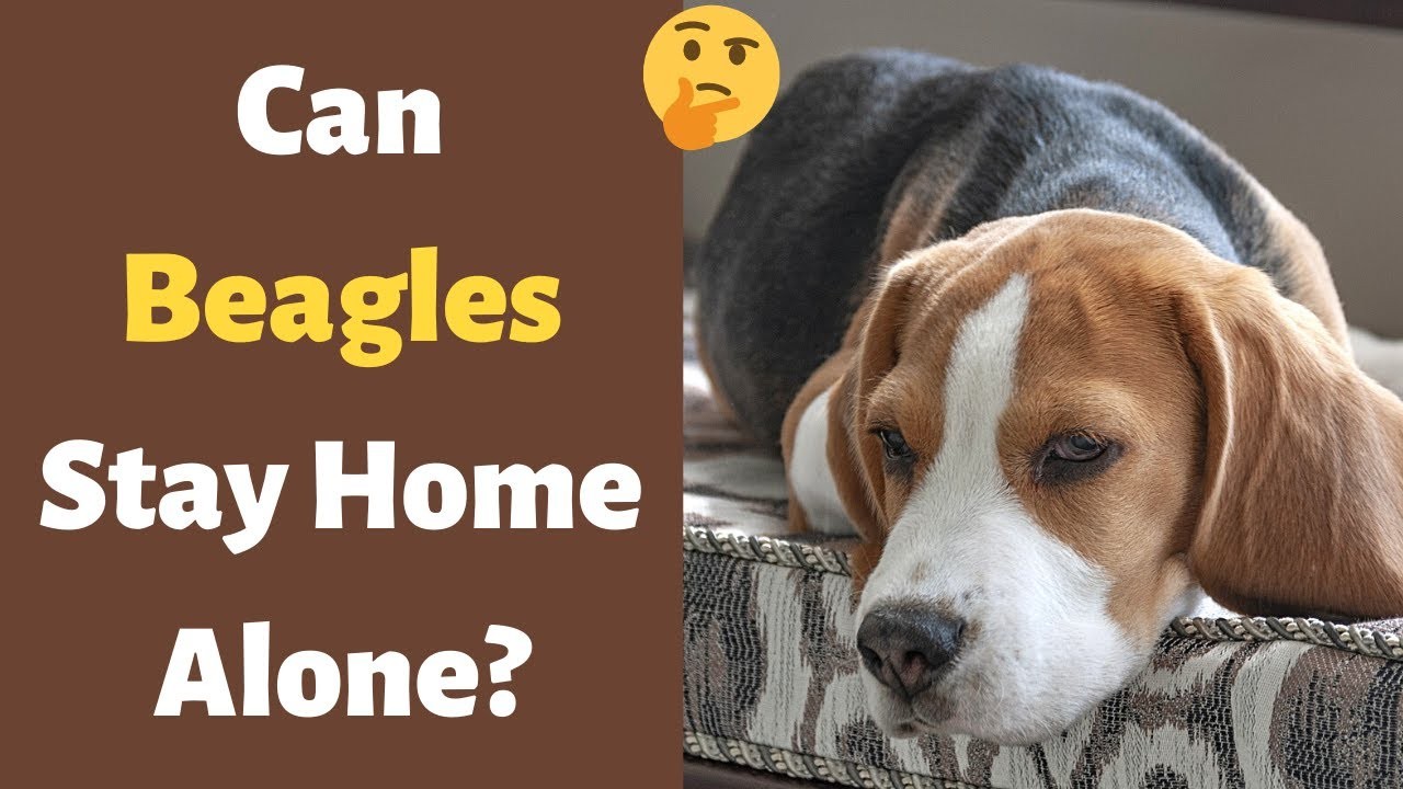 Les Beagles peuvent-ils être laissés seuls ? La vérité révélée