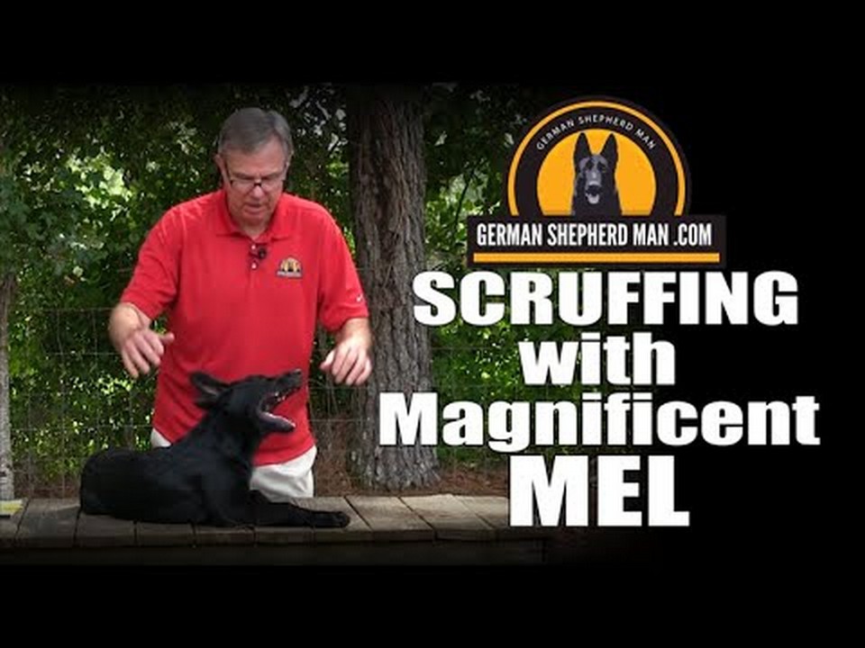 Is It Acceptable to Grasp a Dog by the Scruff?